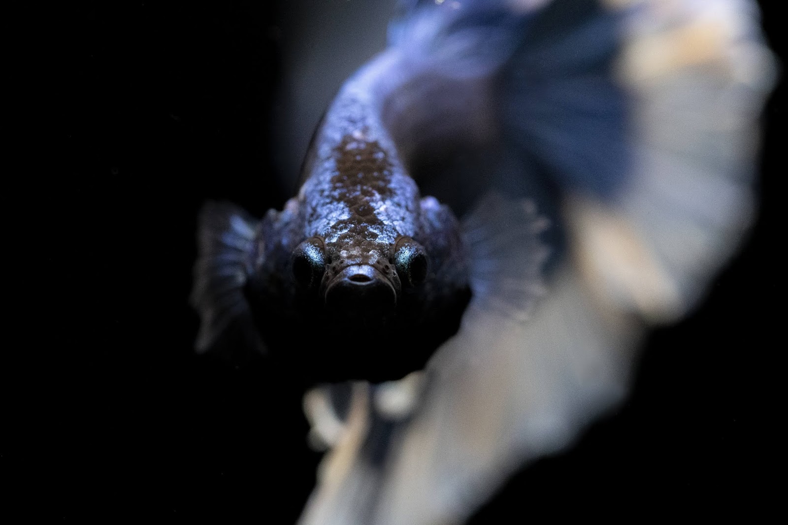 Betta splendens (Peixe Betta)