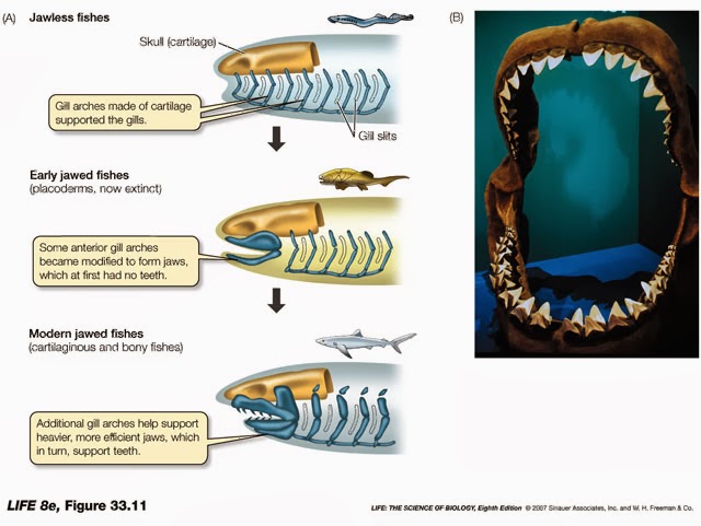 The Science Sage: Major Transformations - Jaw Evolution