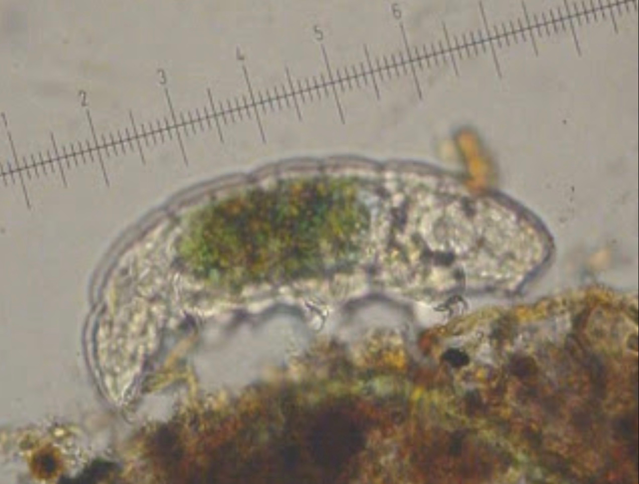 Beachton Blank Works: Grady the Traveling Tardigrade