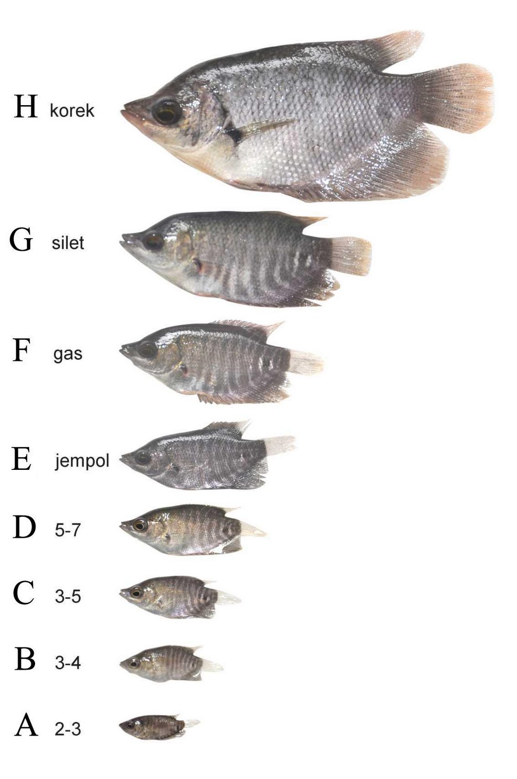 Budidaya Ikan Gurame (Osphronemus gouramy):Budidaya Buat Semua