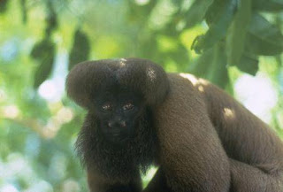 Fauna y Flora: FLORA Y FAUNA