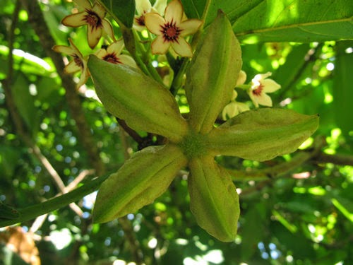 Liliana Usvat Reforestation And Medicinal Use Of The Trees Medicinal Trees Kola Cola Nitada Liliana Usvat Reforestation And Medicinal Use Of The Trees Medicinal Trees Kola Cola Nitada