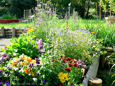 Aggregata Plants & Gardens: Spring has sprung in my Macedon garden 2013