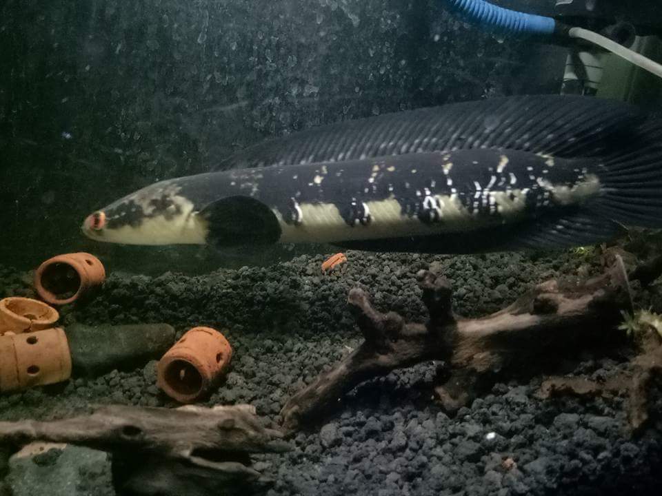 Understanding Indonesian Marulioides Variant