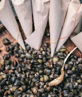 Anim Agro Technology: ETOK - APA DIA?