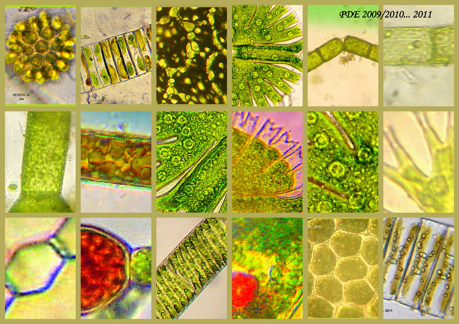 Cultivo de Microalgas em Fotobiorreatores: Seleção... Microalgas...