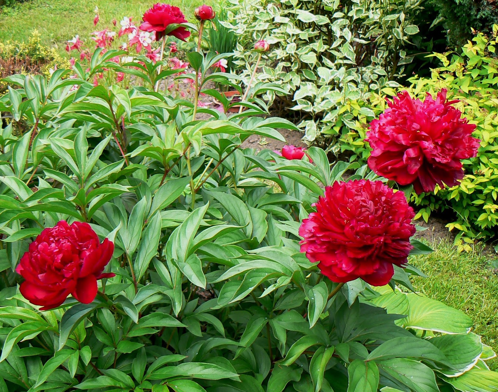 Garden KaRo: Piwonia lekarska( Paeonia officinalis)