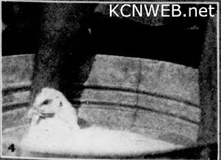 Raising Chickens : Keeping Chickens in your Backyard: How to Wash a Chicken