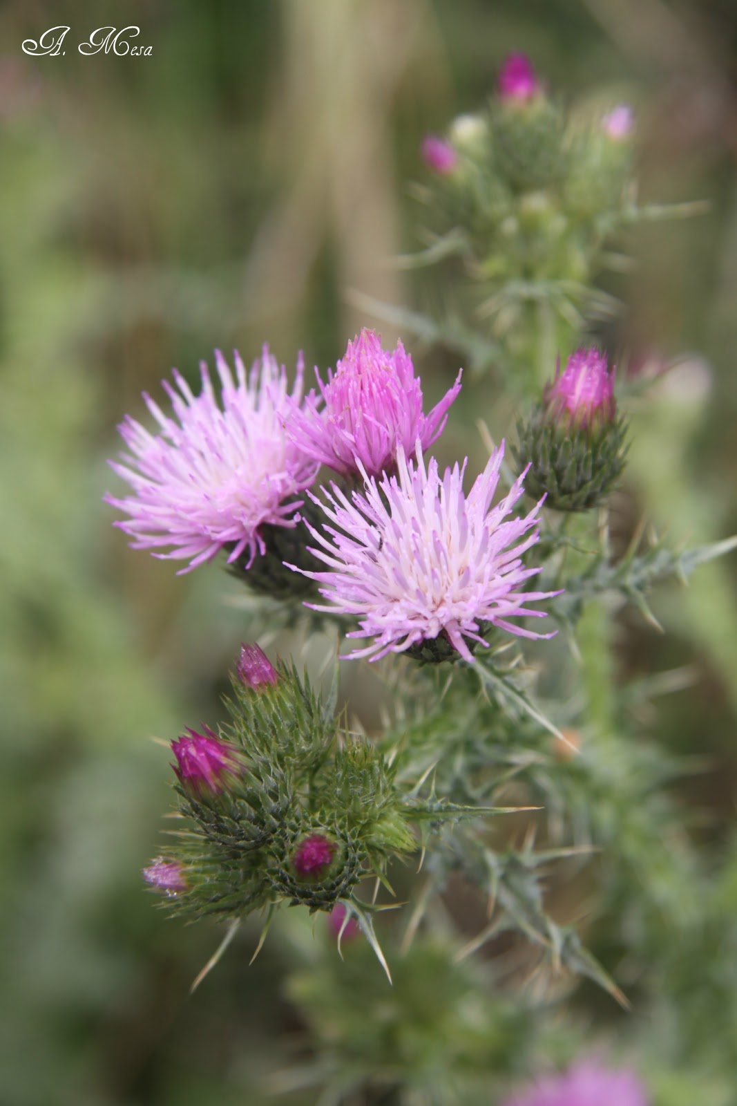 Fotos MesArchidona: FLOR DE CARDOS SILVESTRES