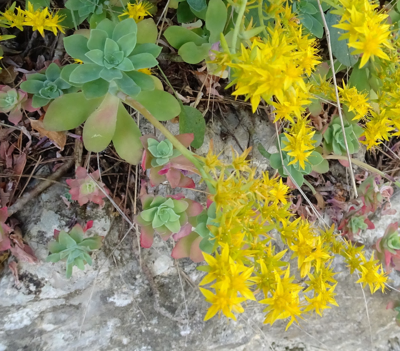 HERBARIO VIRTUAL DE BANYERES DE MARIOLA Y ALICANTE: Sedum palmeri ...