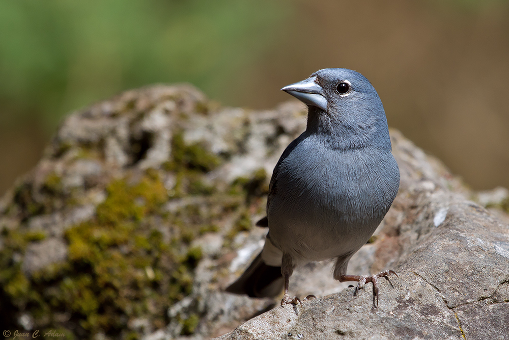 Naturfotografie Kanarische Inseln: D- Teidefink (fringilla teydea) E ...
