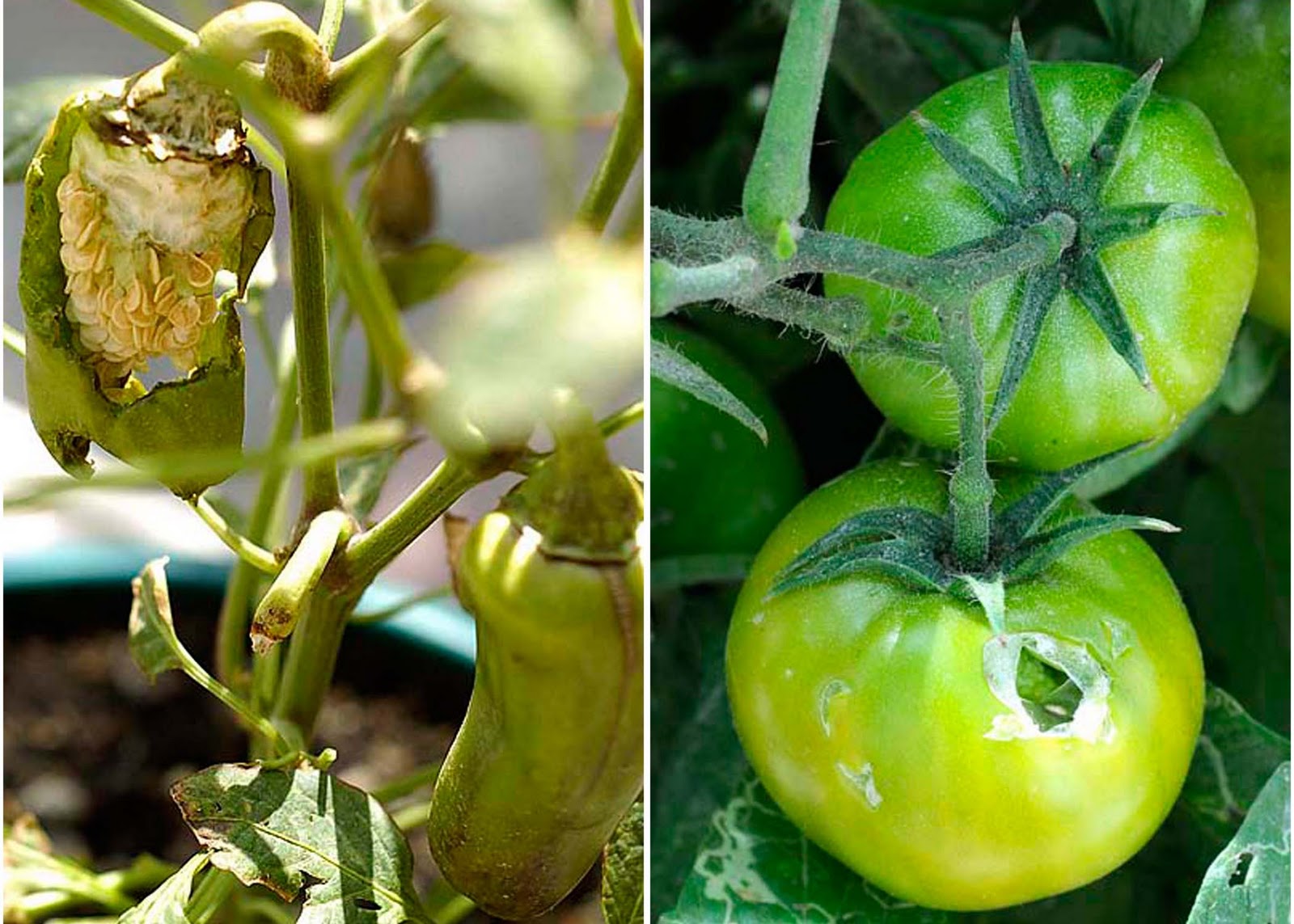 "the dxb gardener": Varmints!!!