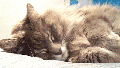 Gifs de Gatos: Gif No quinto sono