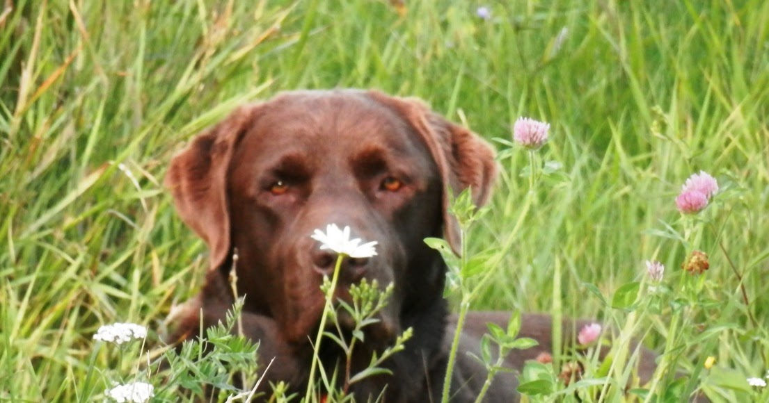 Ain't Life Wild?: Difference between a wolf and a Lab