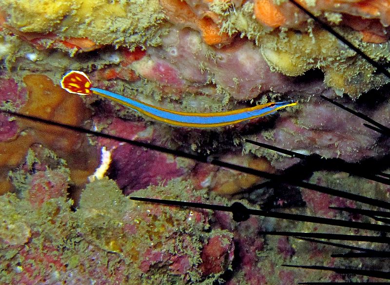 Fish Index: Bluestripe Pipefish (Doryrhamphus excisus)