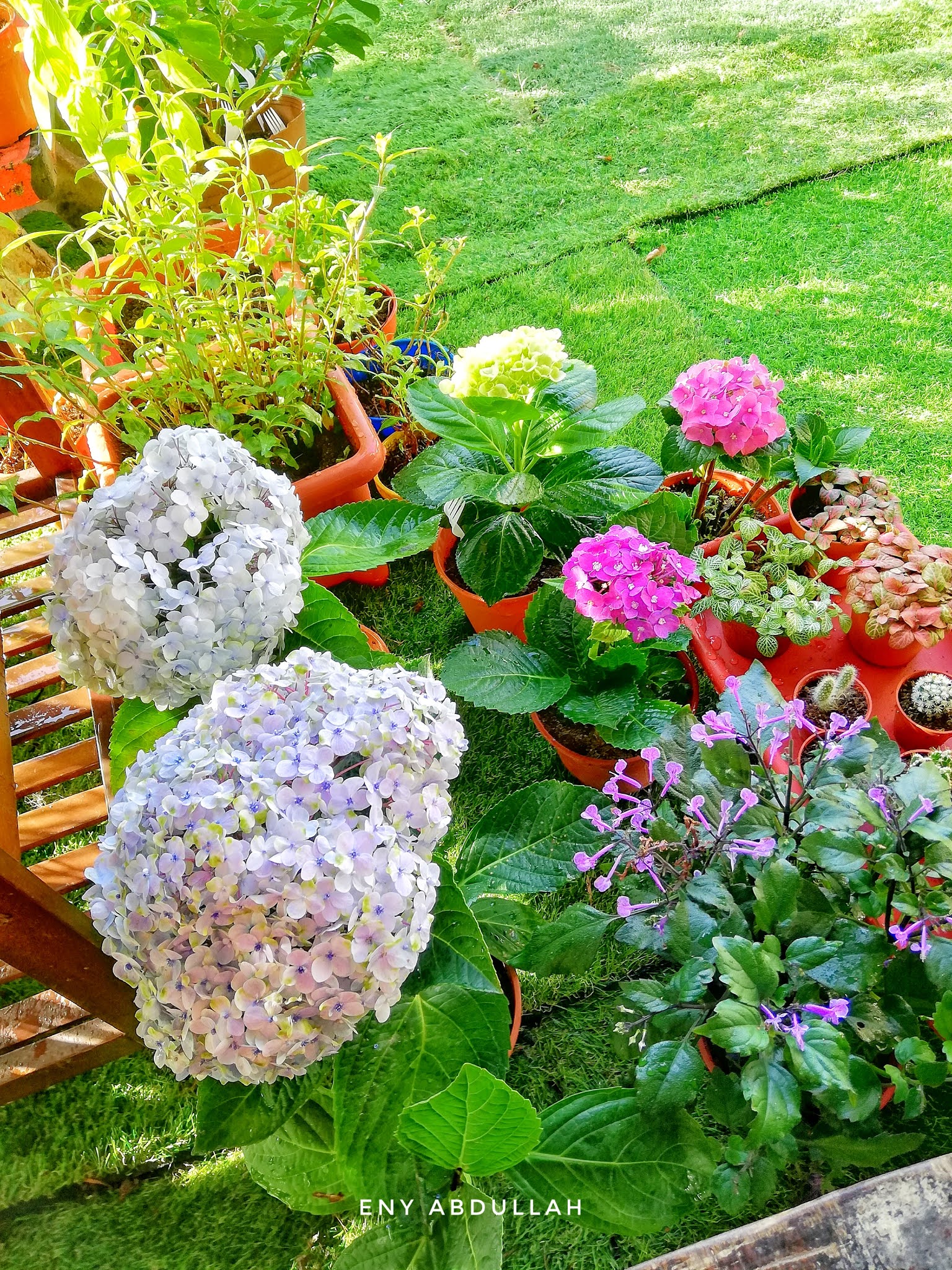 Berkebun Di Rumah : Tips Penjagaan Pokok Bunga Hydrangea