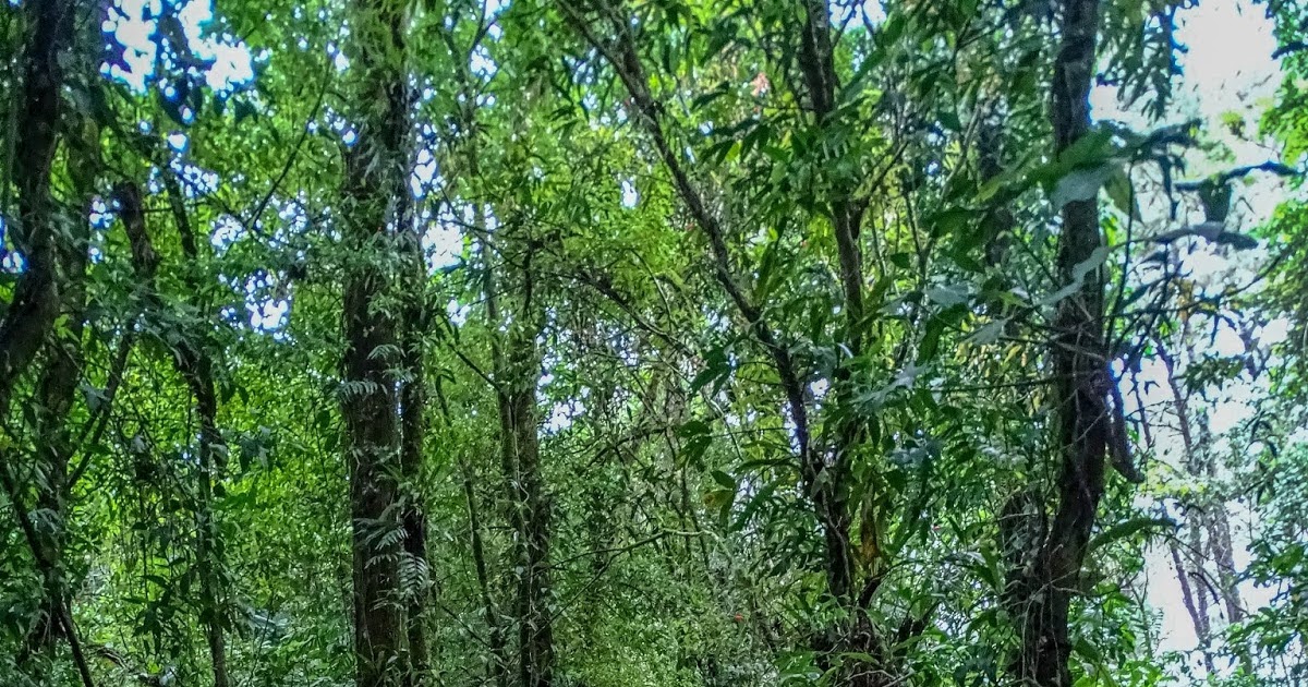 Walking Arizona: A Jungle Trail