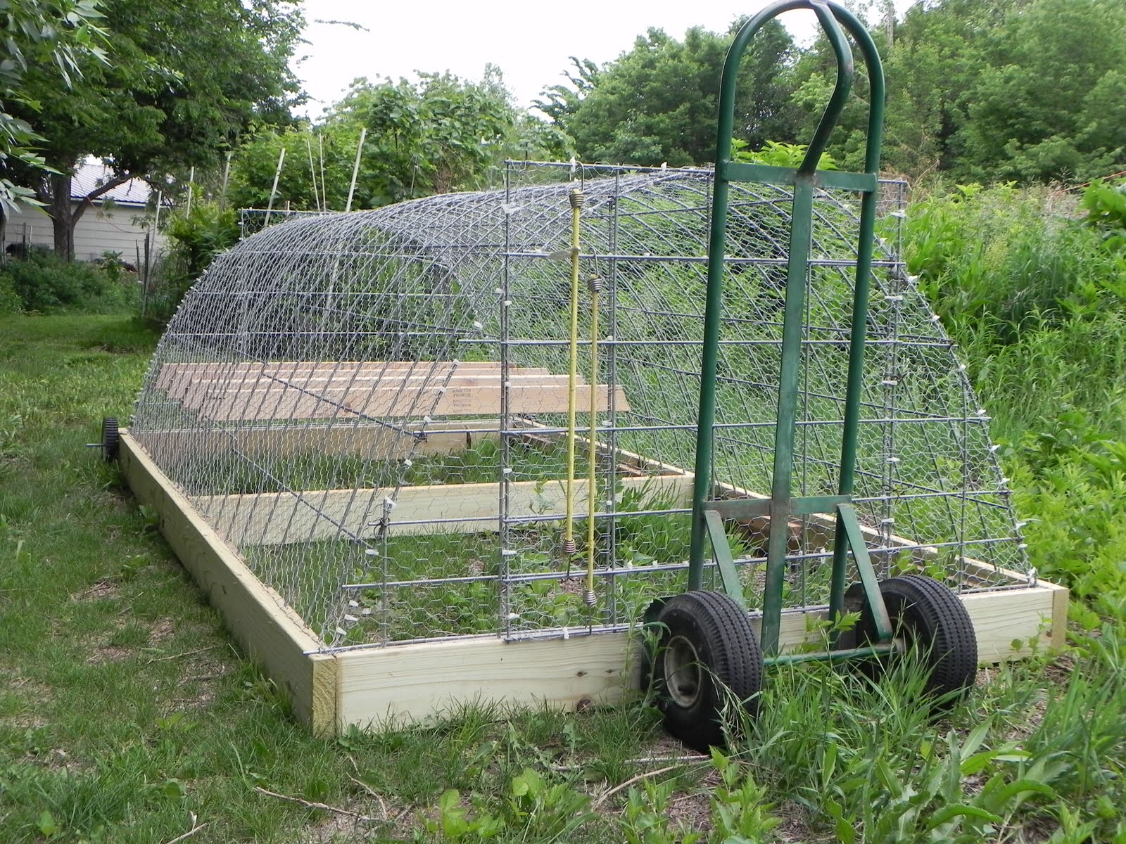 Curious Naturalist: The Chicken Tractor
