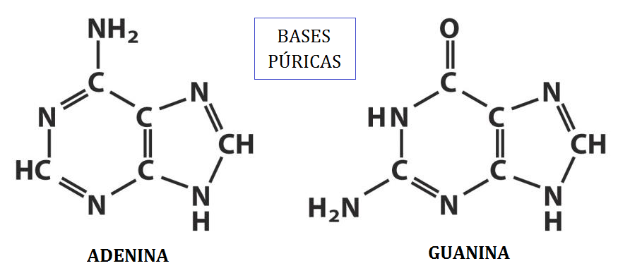 Bases Púricas de los ácidos nucleicos