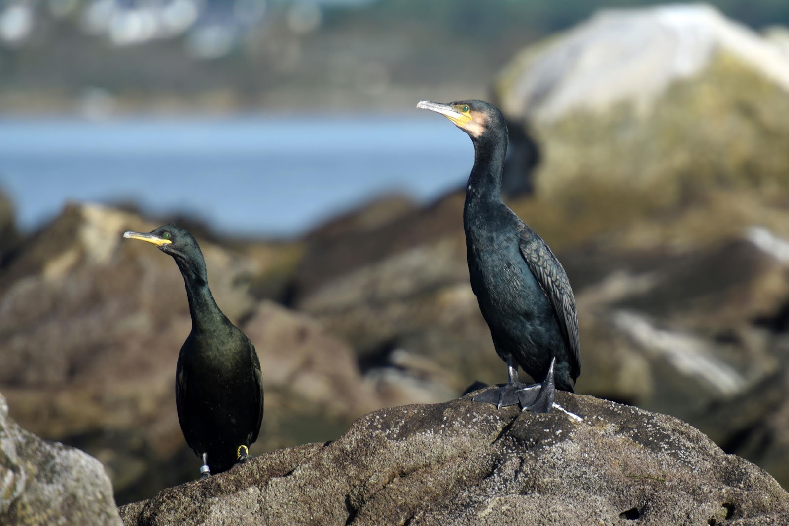 Le Golfe du Morbihan dans tous ses états !: grands cormorans et ...
