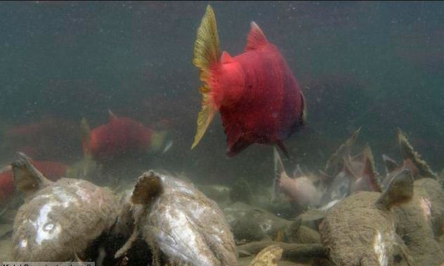 Semelparous organisms : reproductive strategies |Genetic Engineering Info