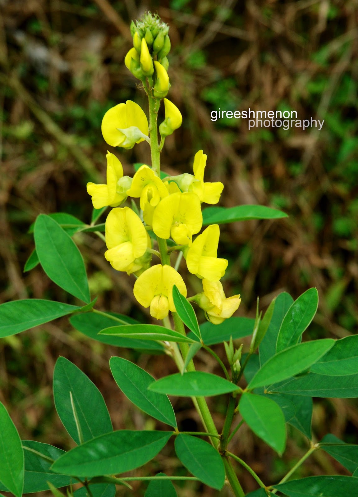 flowers - gireeshmenon: Crotalaria