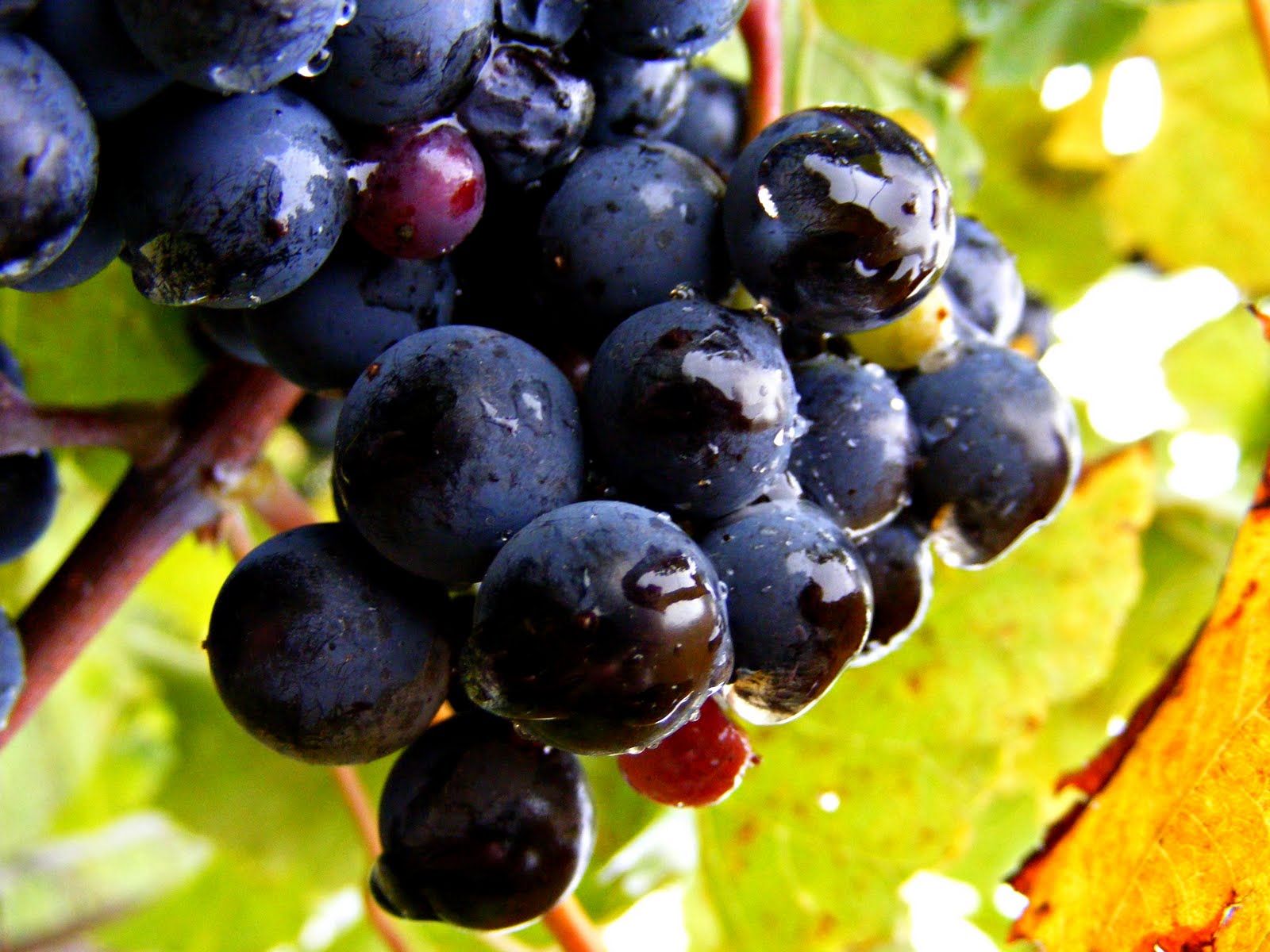 The Cottage on the Corner: Walking & a Winery