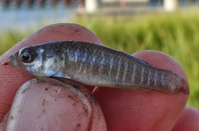 Ben Cantrell's fish species blog: VA / NC trip part 6 - Ocean Isle Beach