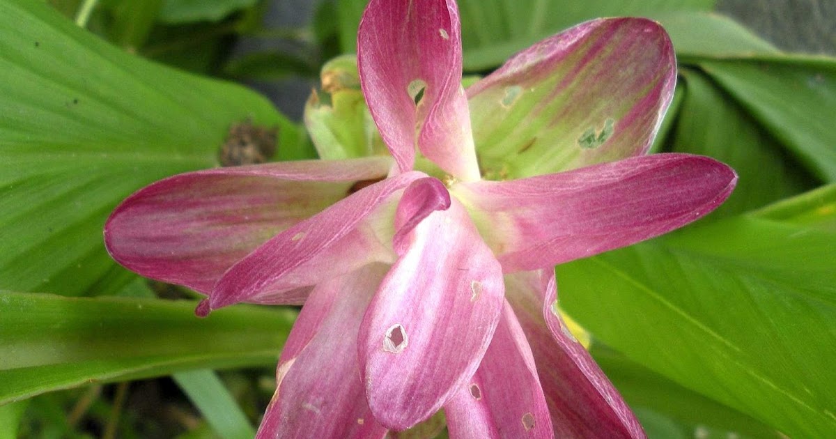 Medicinal Plants: Curcuma amada Mango ginger amragandha maamidi allam