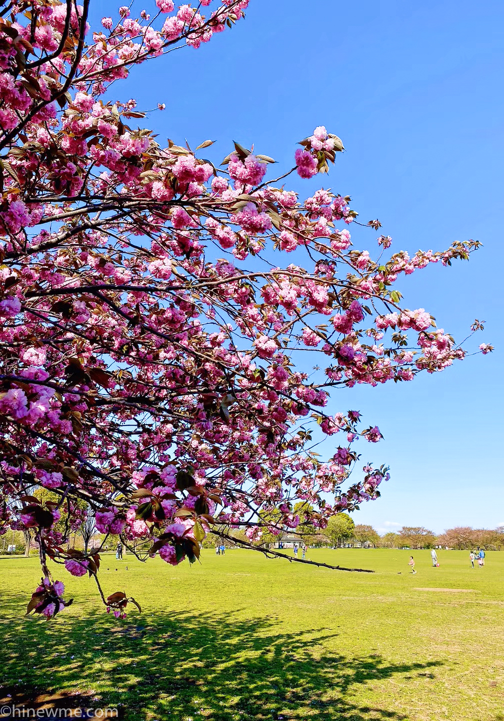 16Flowers photography skill tips，33 flower landscape, come to see my tips