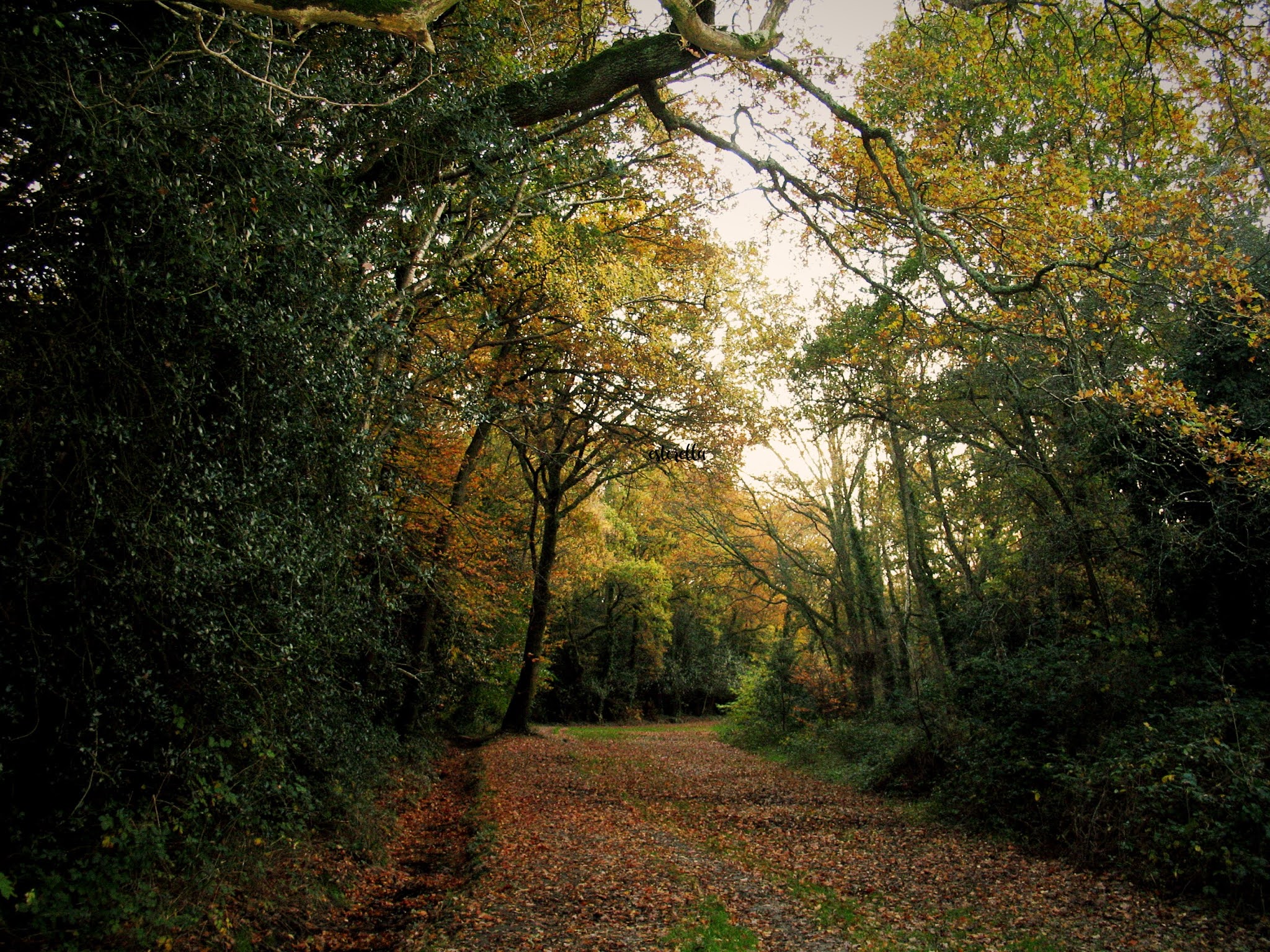 November: Autumn Vibes - Esterella's Photos