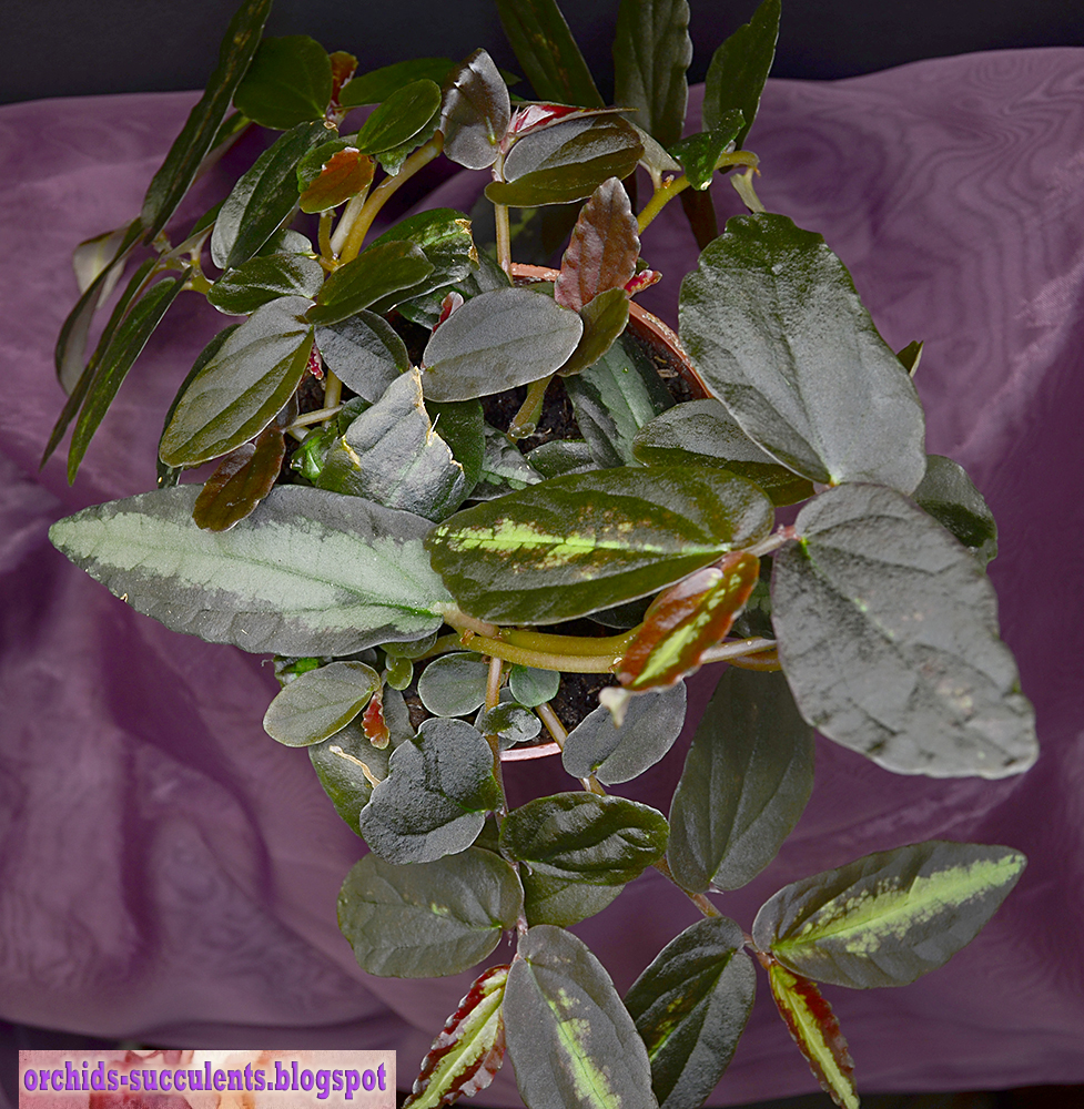 Pellionia repens [Πελιονία η έρπουσα] | Ορχιδέες και Παχύφυτα