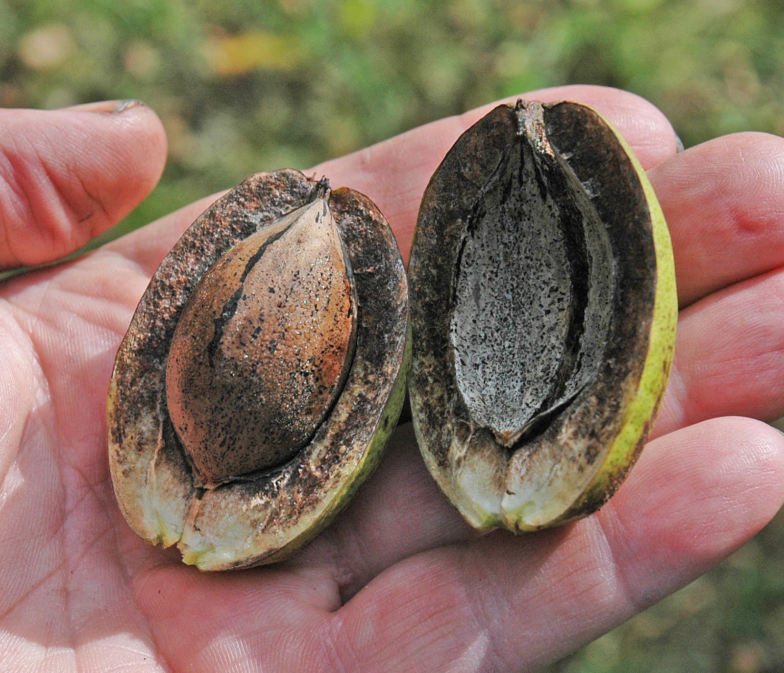 Northern Pecans: 2015