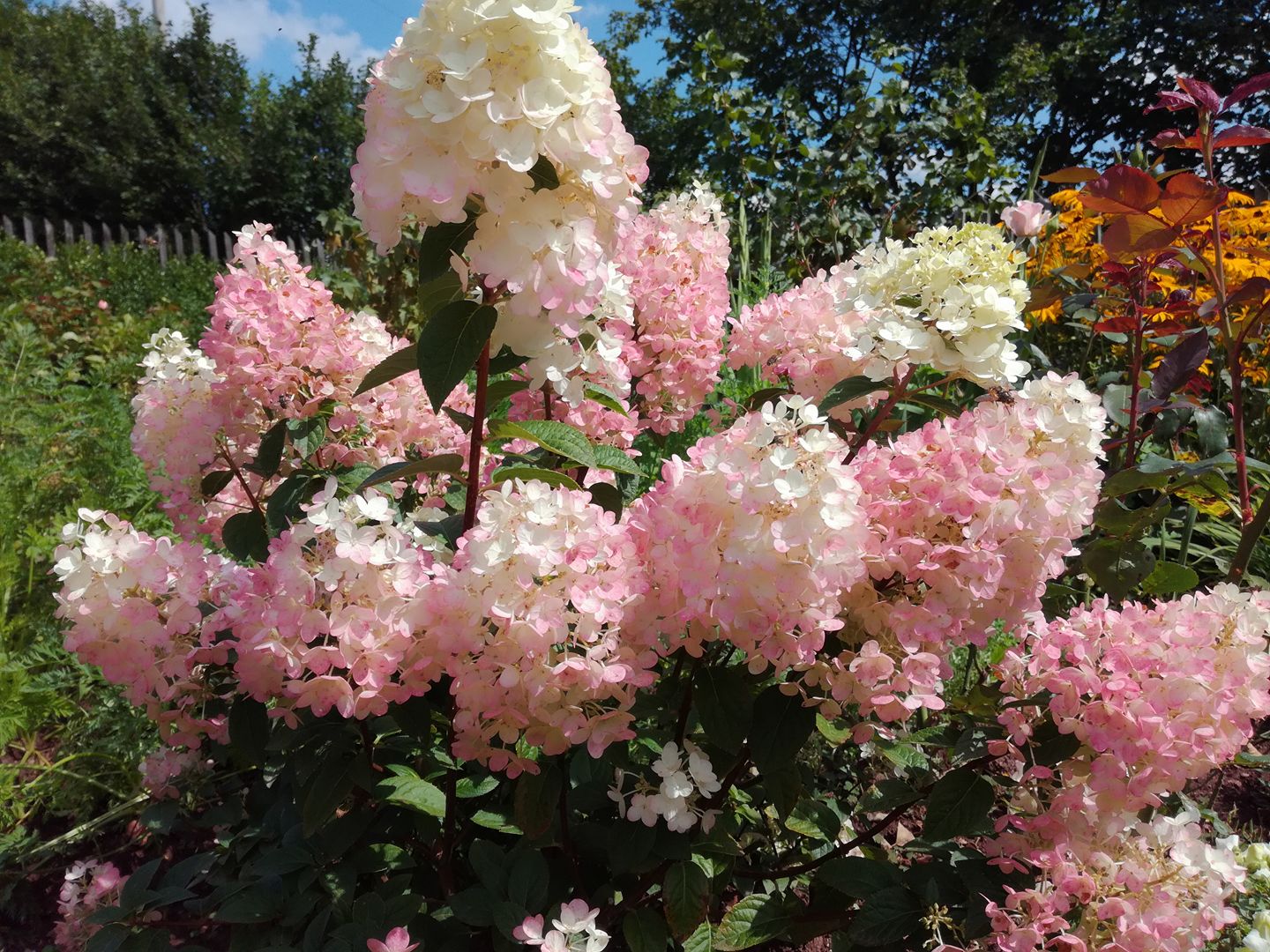NAŠE ZAHRADY: HORTENZIE LATNATÁ