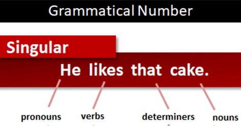Singular Number (একবচন) - English Grammar A To Z