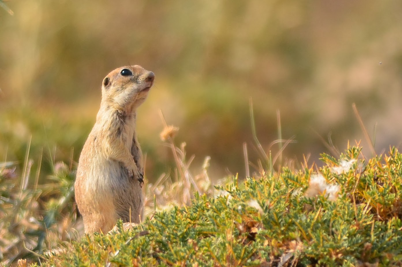 Cycling the World for Birds: Central Turkey and beyond