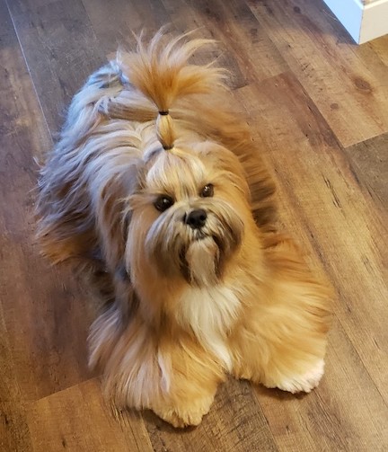 Lhasa Apso Blog: 2019
