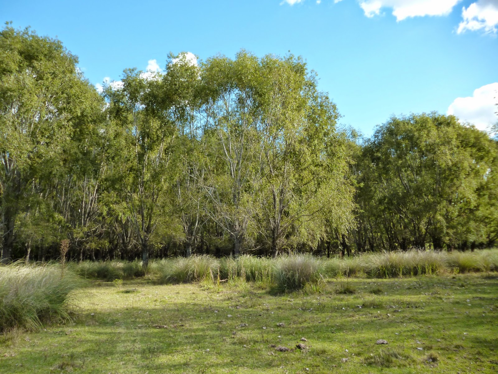Fotografias Tu Confidente: Monte De Sauce Criollo (Salix Humboldtiana)