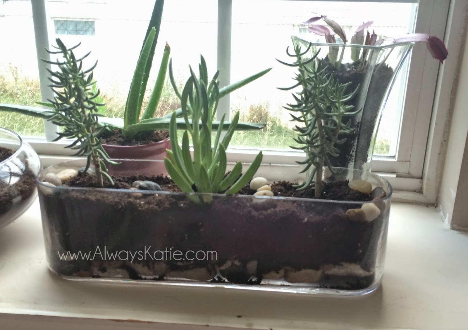 Always, Katie: Home Sweet Home: Succulent Window Garden
