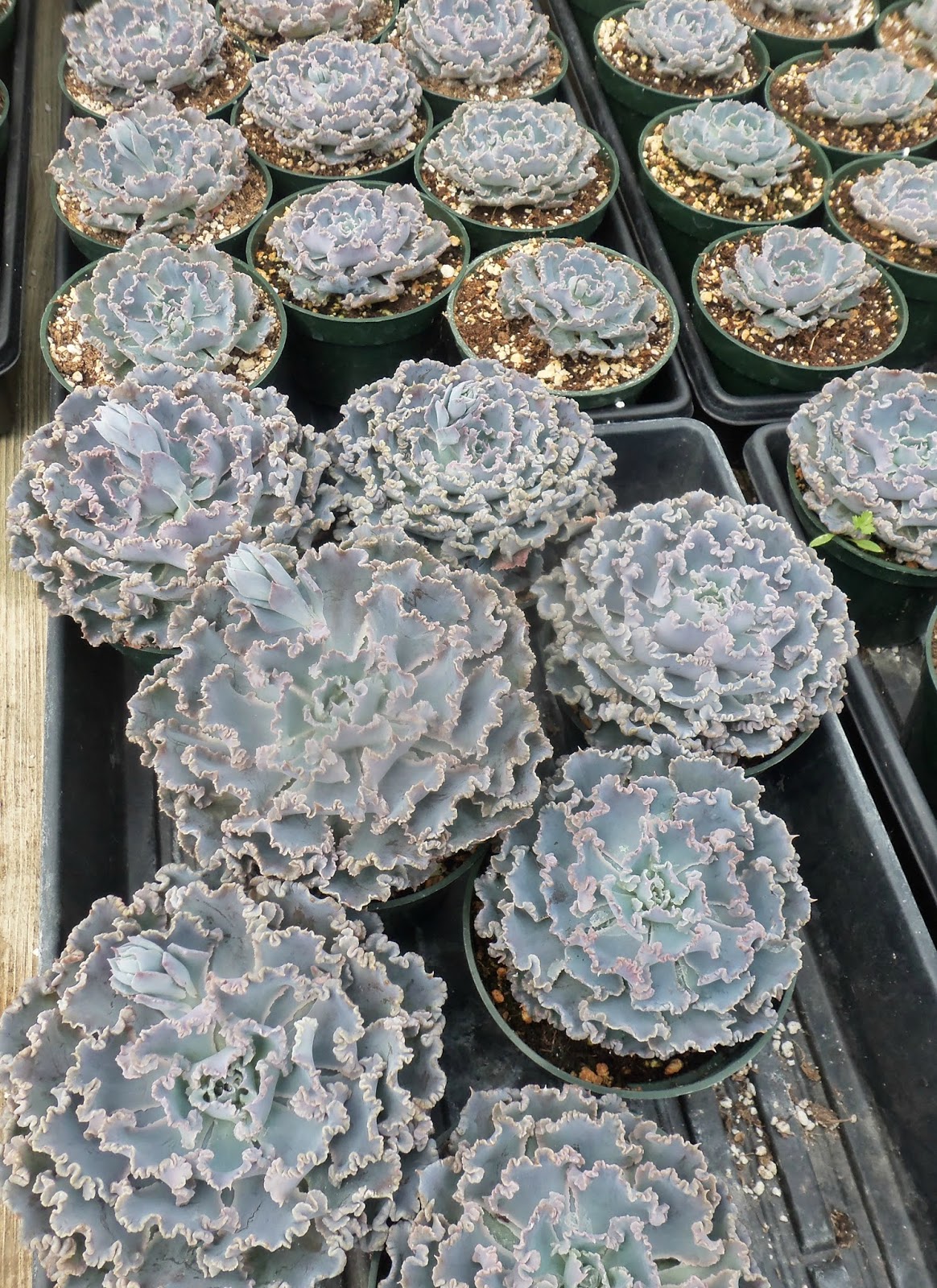 A Primitive Plot: Succulents at Graye's Greenhouse