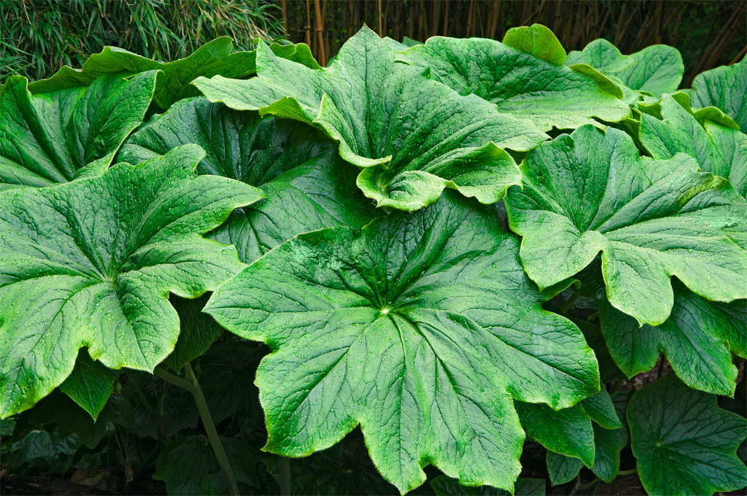 Linda Cochran's Garden: Podophyllums
