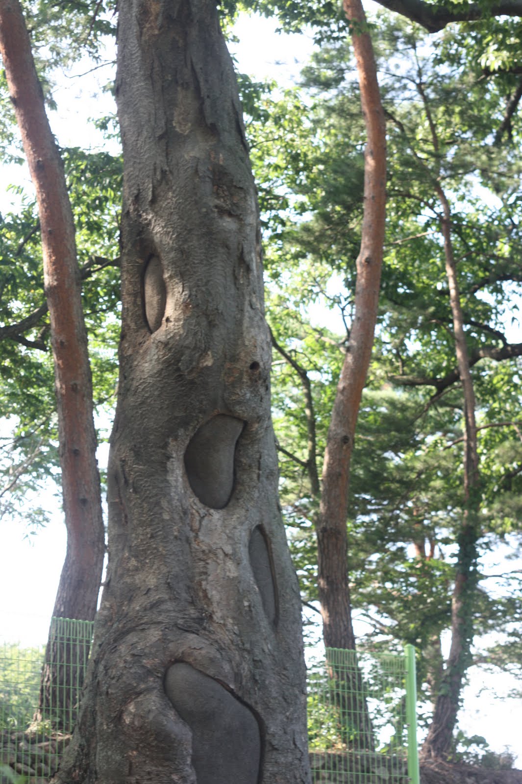 Mystic Korea: Korean Flora and Fauna