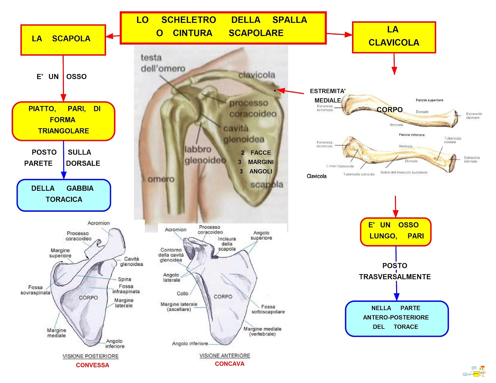 MAPPER: SCHELETRO DELLA SPALLA