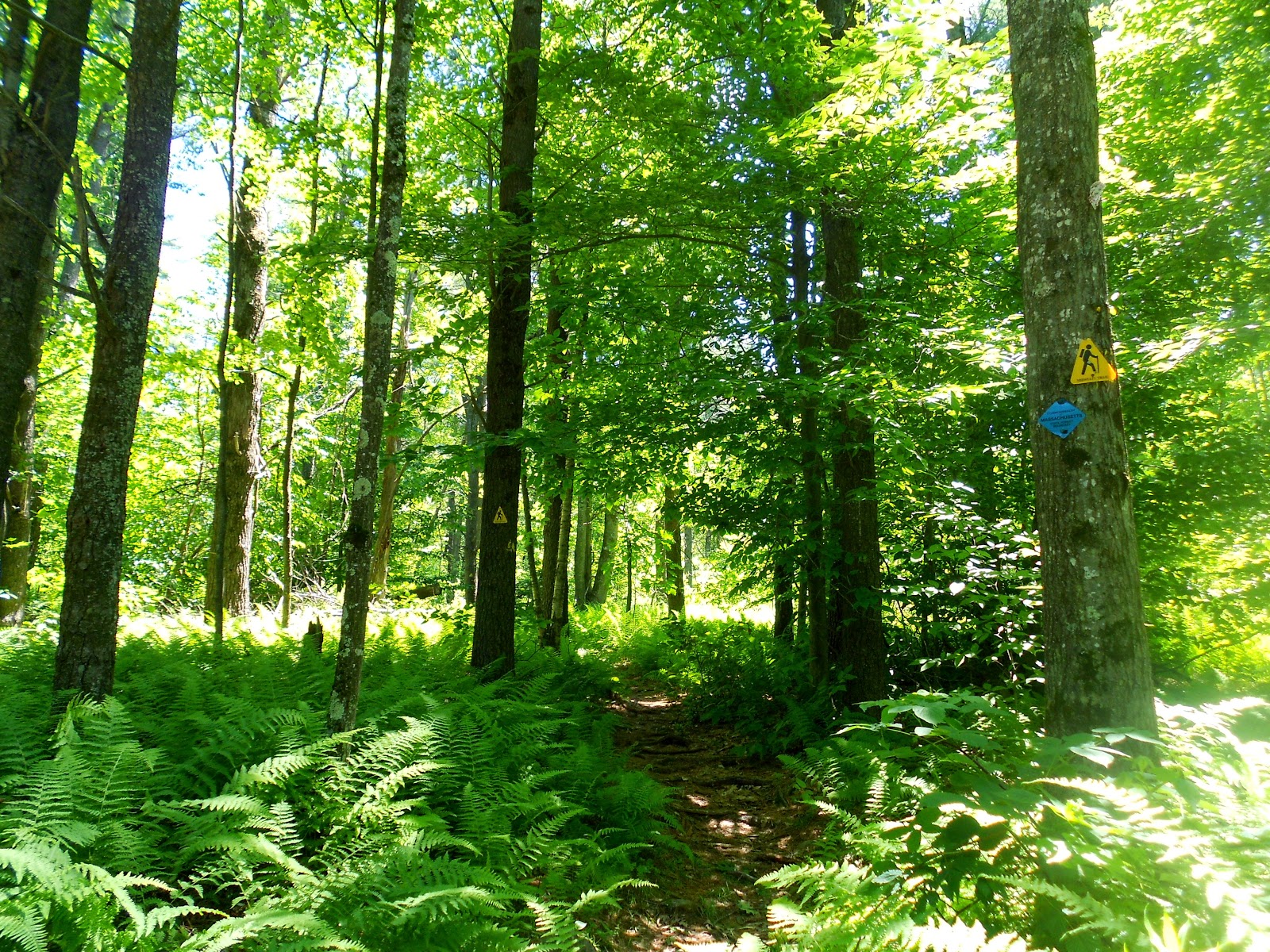 Breakheart Trail Running: Midstate Trail Hike