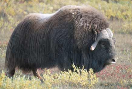 Musk-Oxen Arctic Migration Latest Photos | All Wildlife Photographs