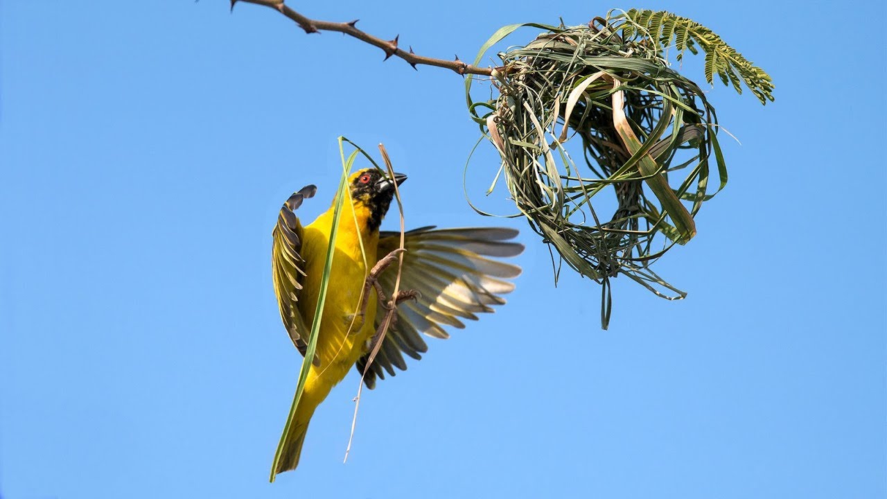 Why Do Birds Build Nests why-do-birds-build-nests
