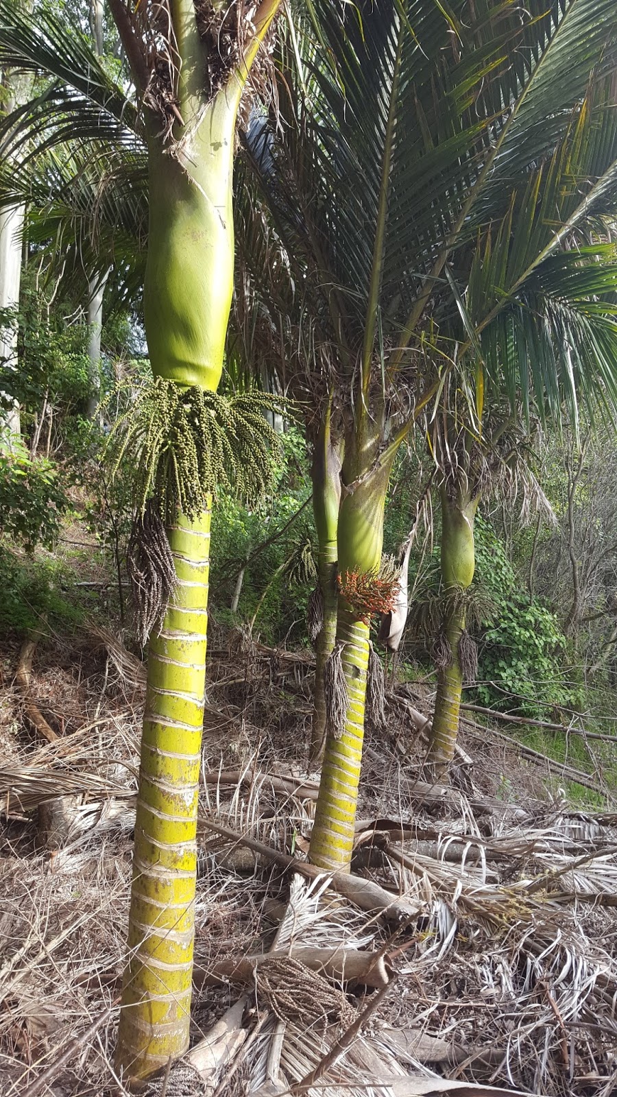 Quiltingorchardist: Nikau Palms.
