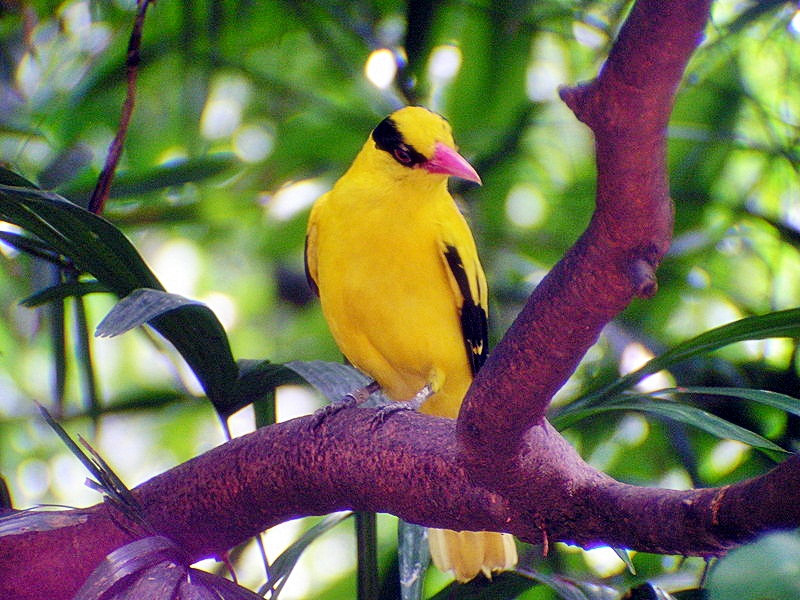 Mengenal burung kepodang - Ocehan Kenari