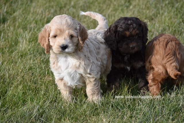 Cute Cockapoos: Tail Docking: Long and Waggy Tails are Welcomed Here!