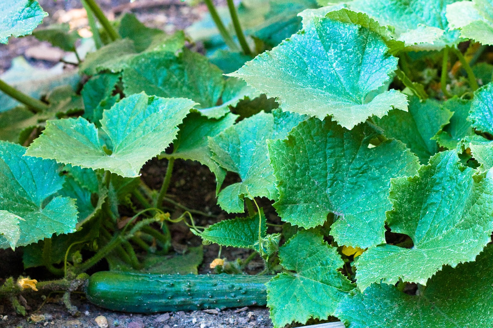 Creamy Cucumber Salad | Dishing Gourmet